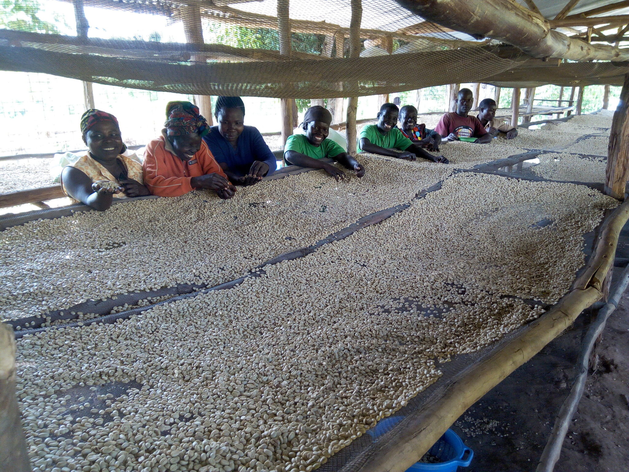 Oxfam and AFCE’s New Coffee Model in Zombo District – Agency for ...
